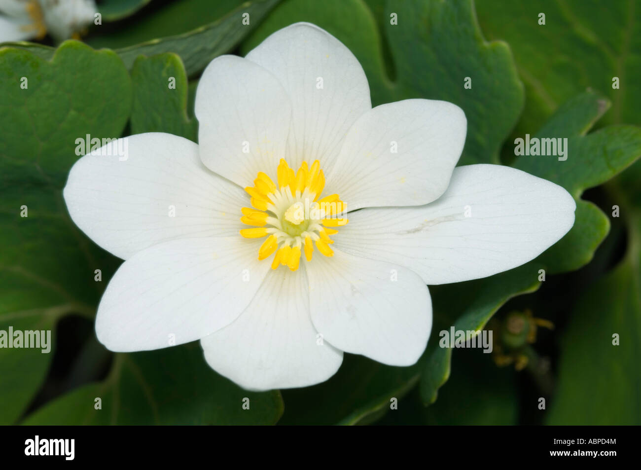 Sanguinaria canadensis root hi-res stock photography and images - Alamy