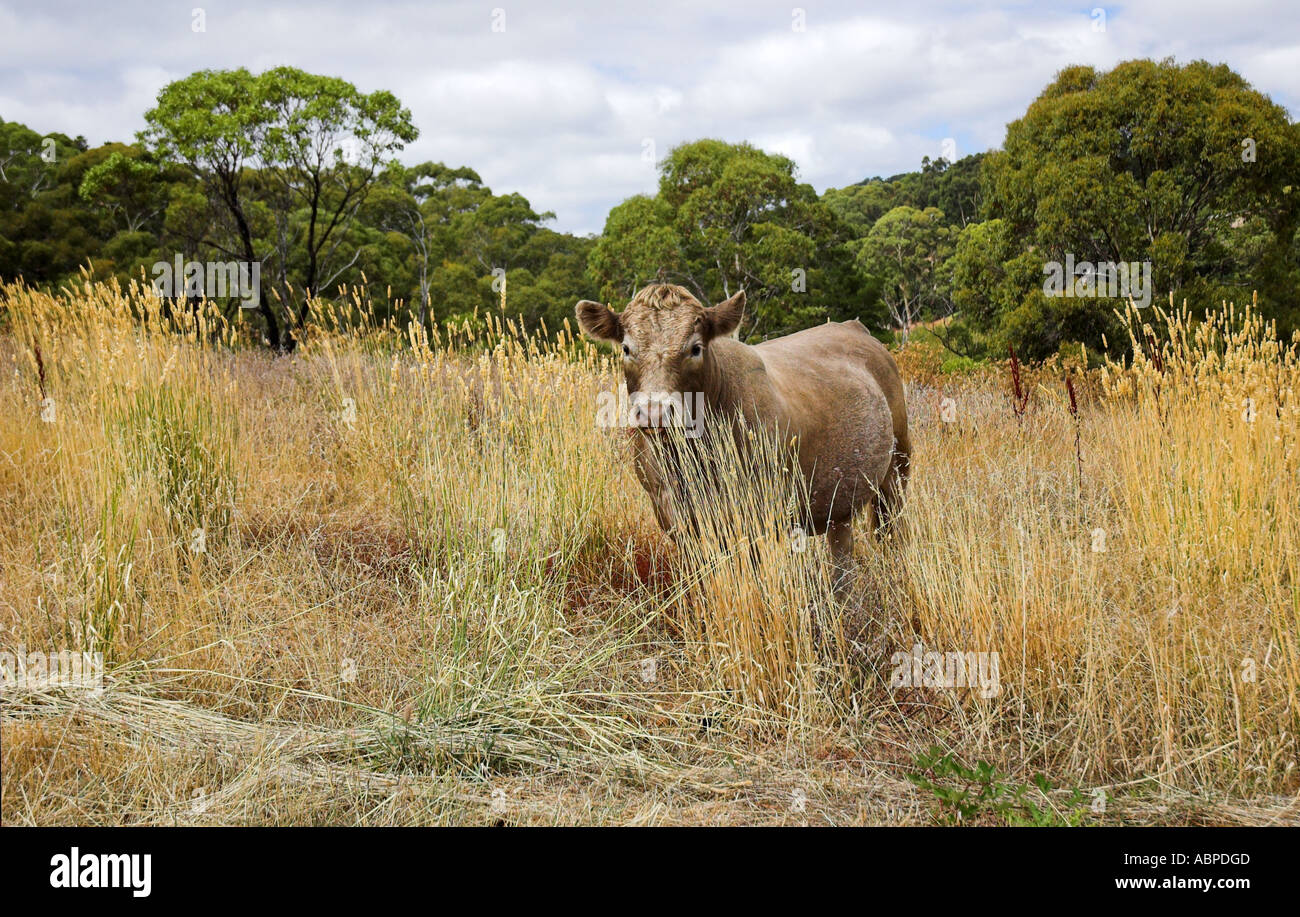 Adelaide australia sa animal hi-res stock photography and images - Alamy