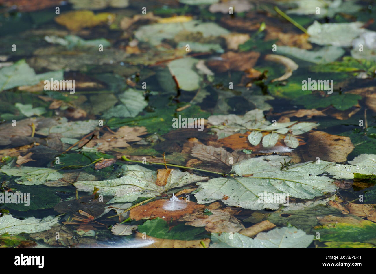 Feathers leaves hi-res stock photography and images - Alamy