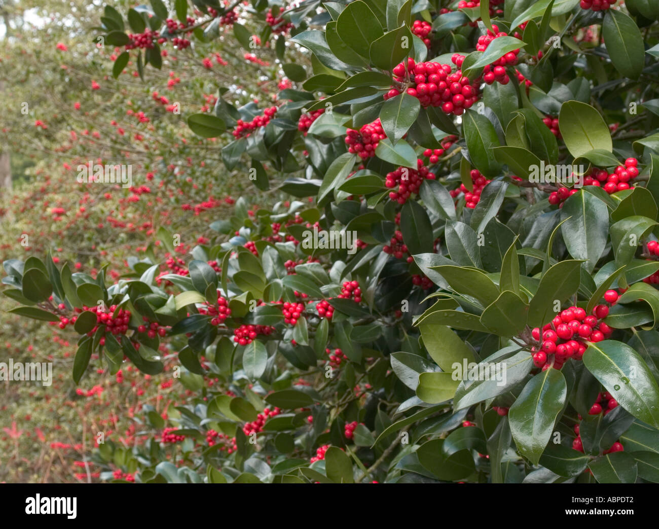 BERRIES ON HOLLY BUSH, BOTANICAL GARDENS, MOUNT LOFTY, SOUTH AUSTRALIA ...