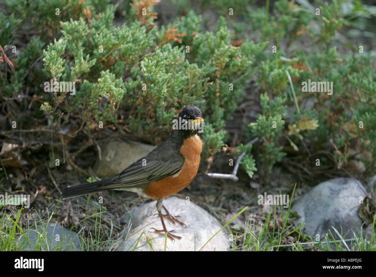 Robin on the stone Stock Photo - Alamy
