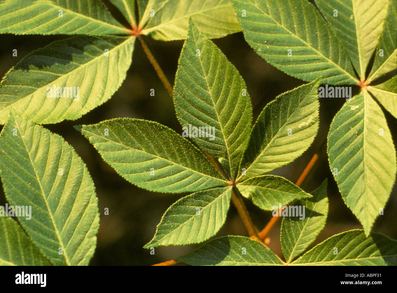 The buckeye hi-res stock photography and images - Alamy