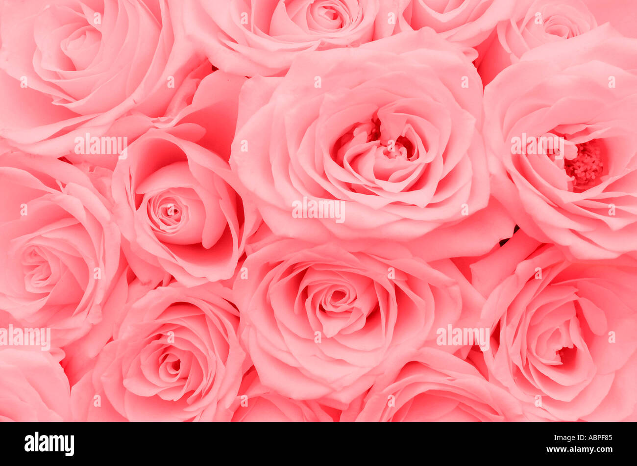Symbolism of pink roses hi-res stock photography and images - Alamy