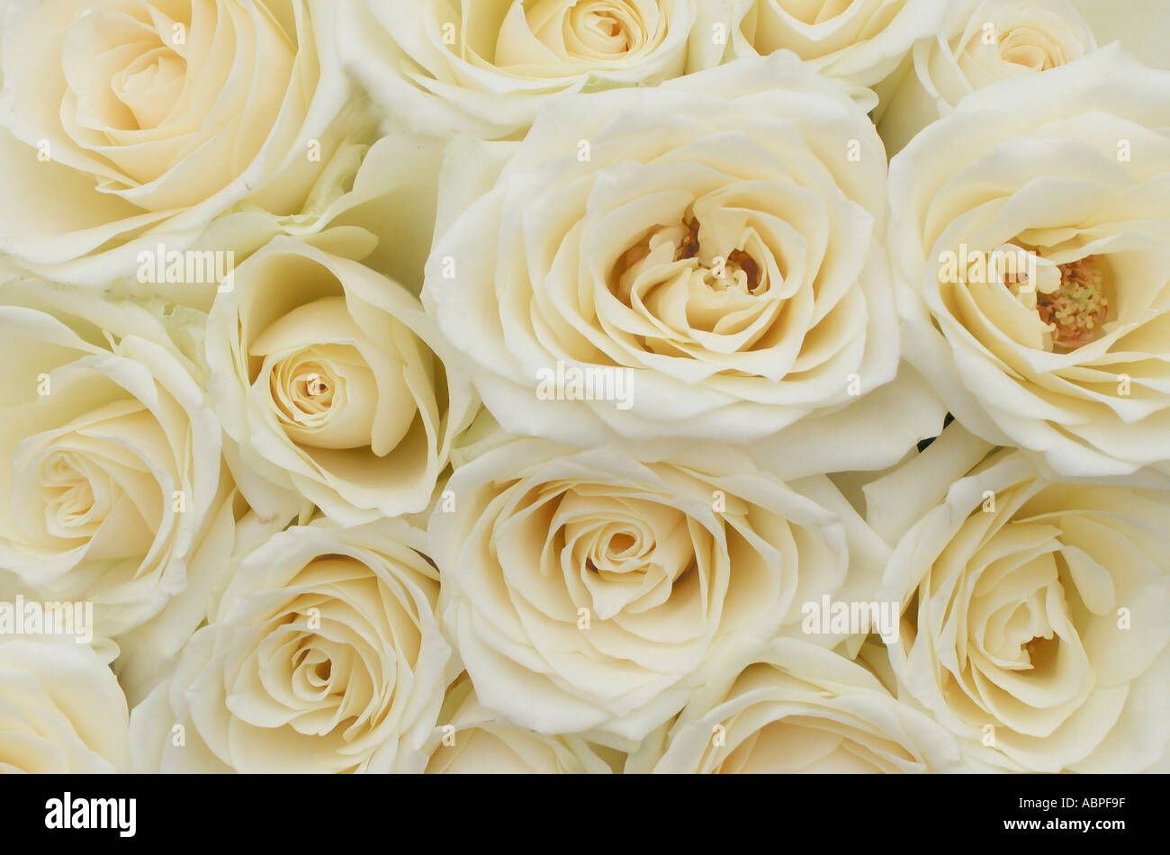 Roses structure hi-res stock photography and images - Alamy