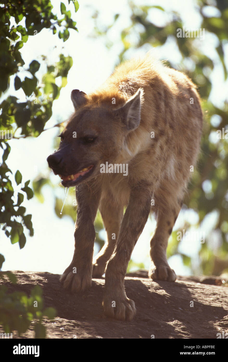 MAMMAL HYENA Spotted Stock Photo - Alamy