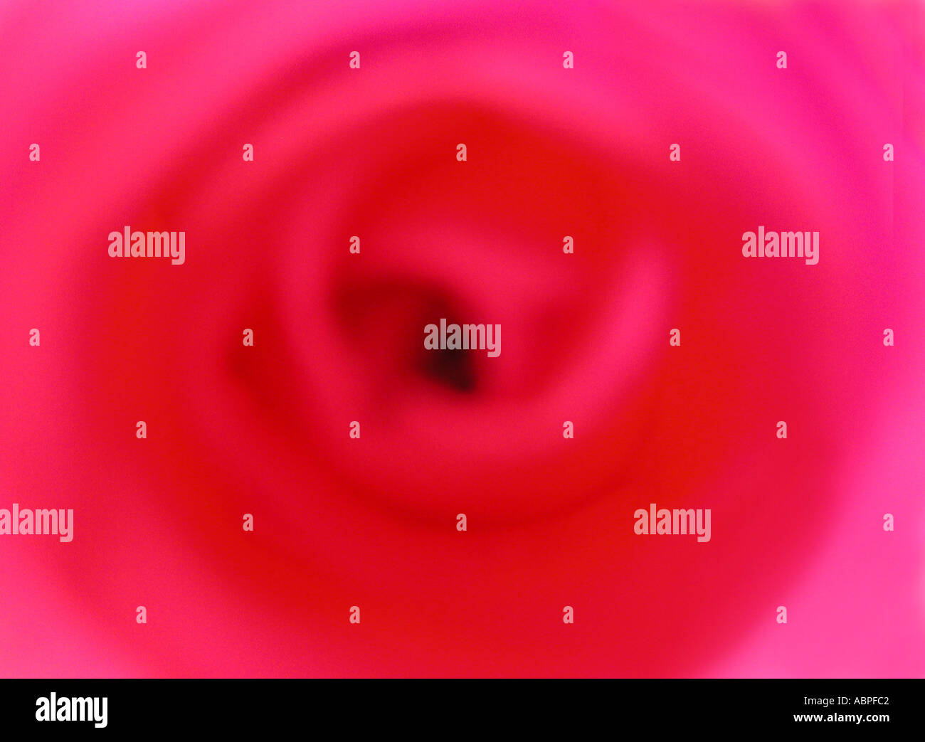 Rose red colour hi-res stock photography and images - Alamy