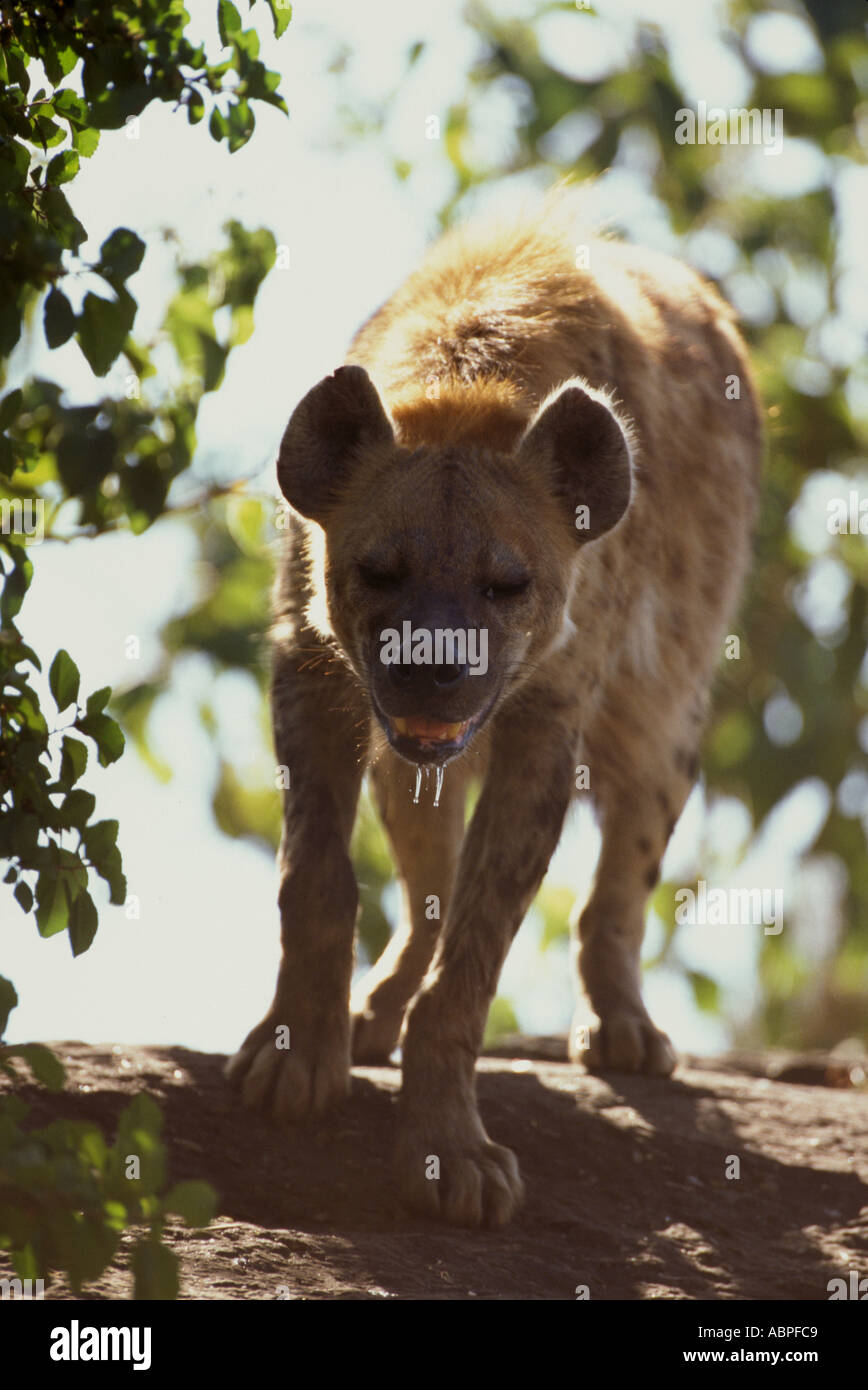 MAMMAL HYENA Spotted Stock Photo - Alamy