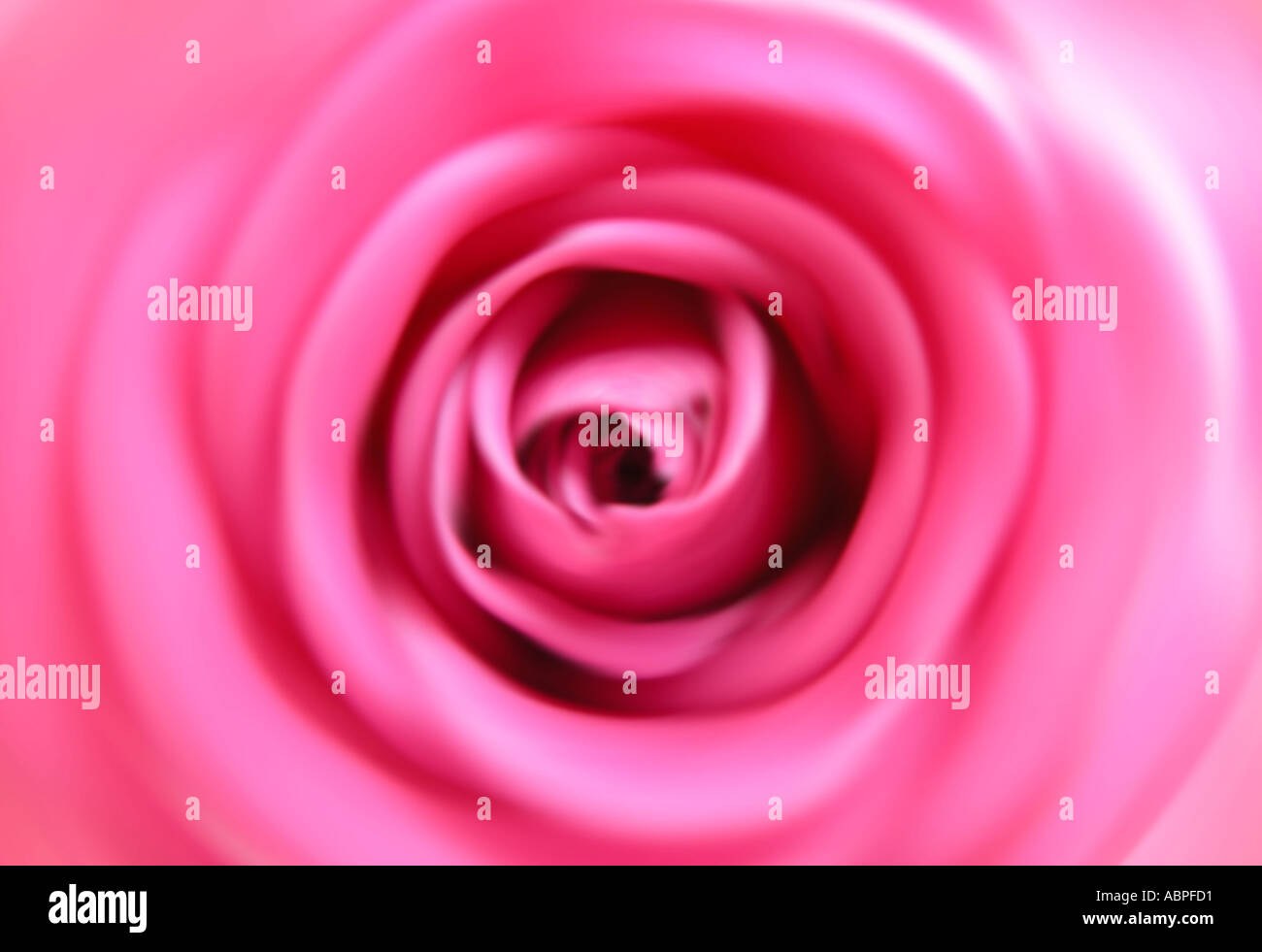 Symbolism of pink roses hi-res stock photography and images - Alamy