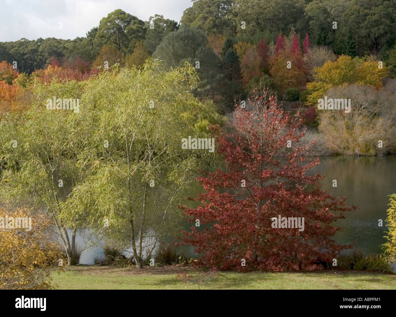 BOTANICAL GARDENS, TREES IN AUTUMN, , MOUNT LOFTY, ADELAIDE, SOUTH ...