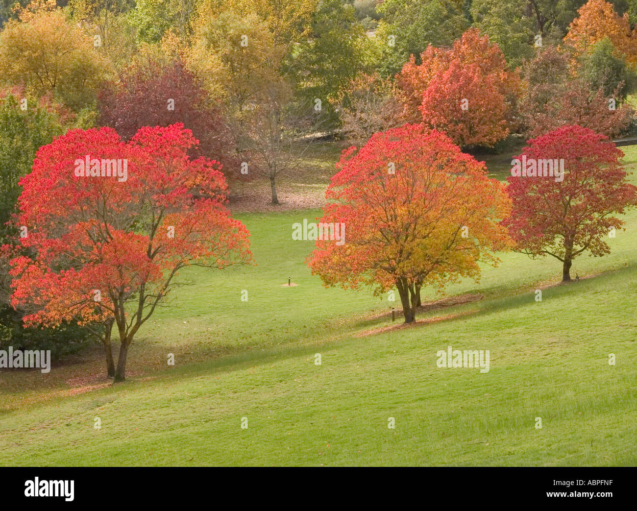 BOTANICAL GARDENS, TREES IN AUTUMN, , MOUNT LOFTY, ADELAIDE, SOUTH ...