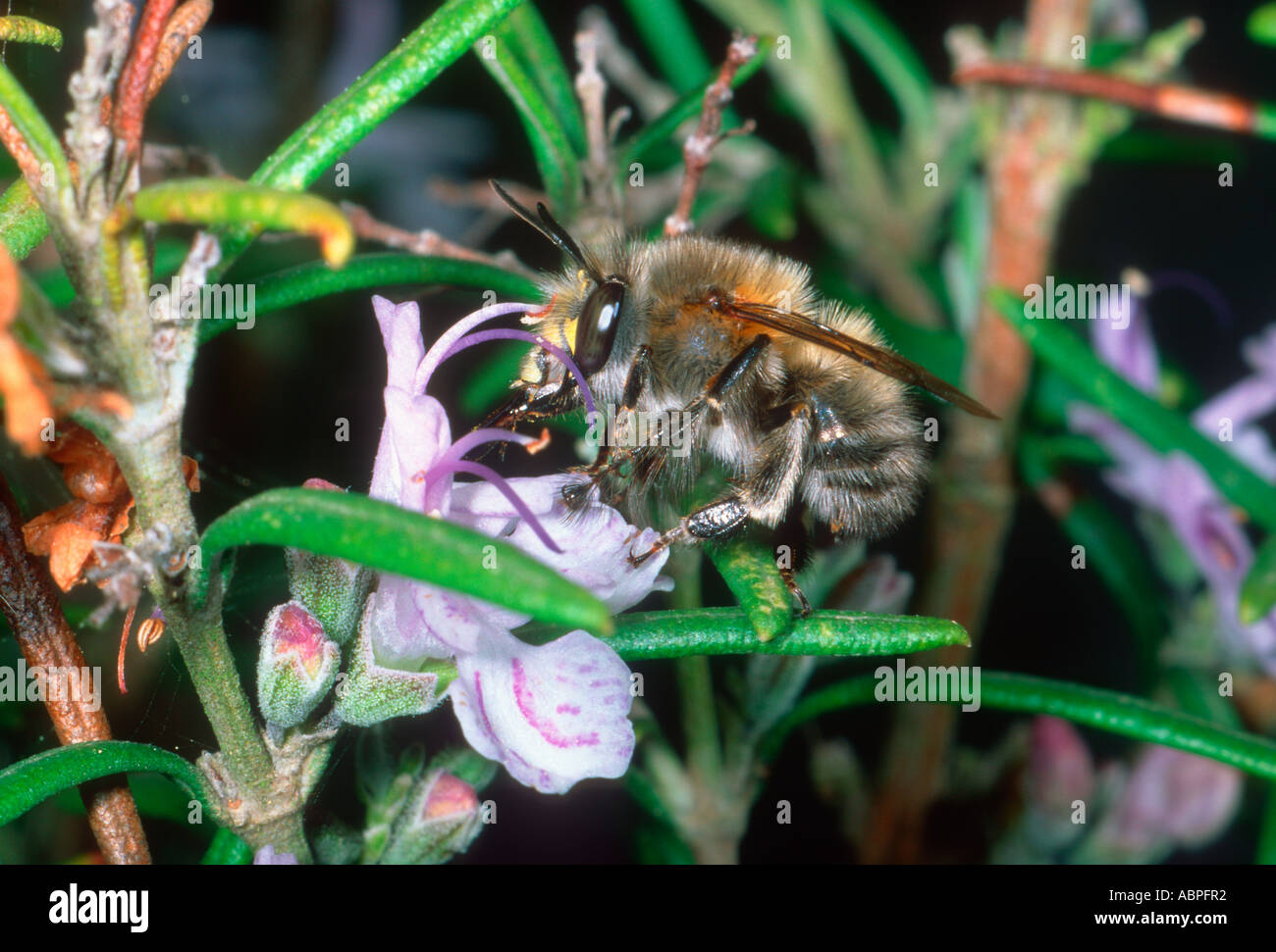 Bee. Family Anthophoridae. Collecting nectar on flower Stock Photo - Alamy