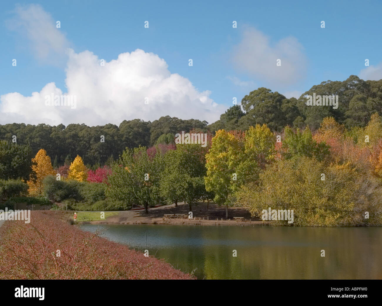 AUTUMN COLOUR IN TREES AT BOTANIC GARDENS, MOUNT LOFTY, ADELAIDE, SOUTH ...
