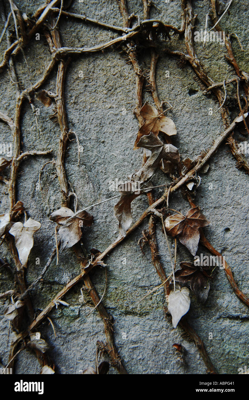 Dead ivy on a church wall Stock Photo - Alamy