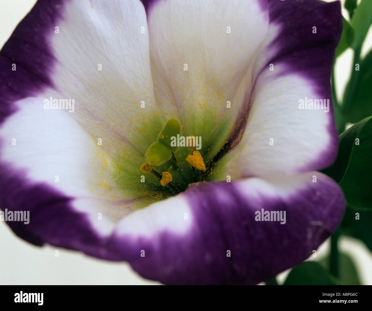 Eustoma russellianum hi-res stock photography and images - Alamy
