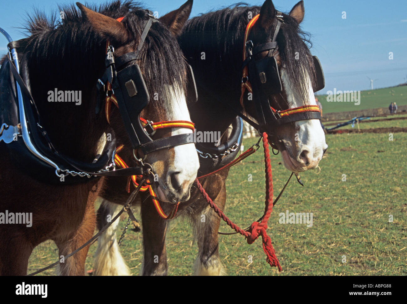 Wearing blinkers hi-res stock photography and images - Alamy