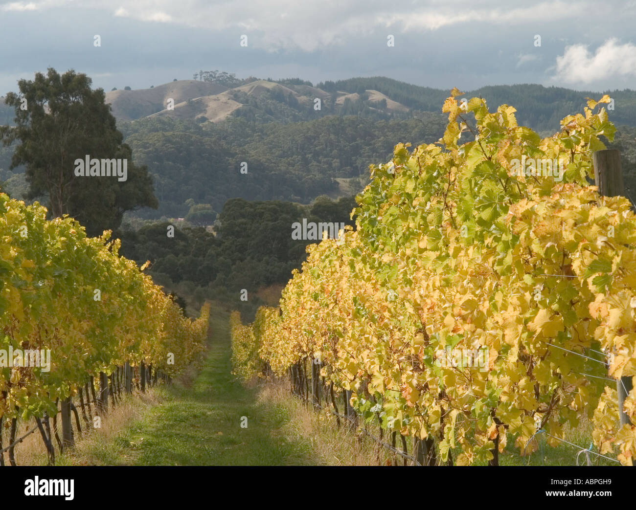 GRAPE VINES IN AUTUMN, ADELAIDE HILLS, ADELAIDE, SOUTH AUSTRALIA Stock ...