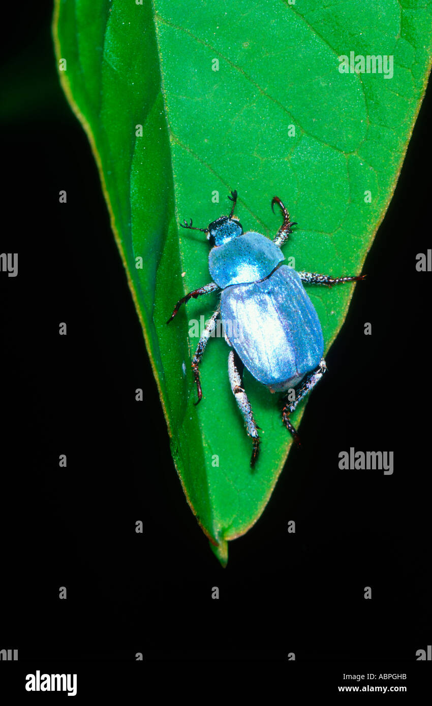 Hoplia caerulea on leaf hi-res stock photography and images - Alamy