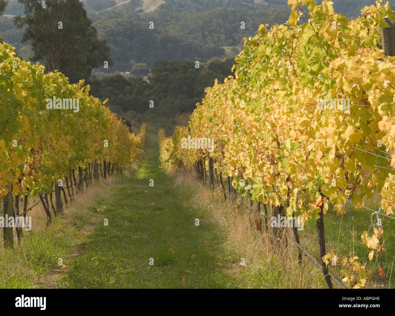 GRAPE VINES IN AUTUMN, ADELAIDE HILLS, ADELAIDE, SOUTH AUSTRALIA Stock ...