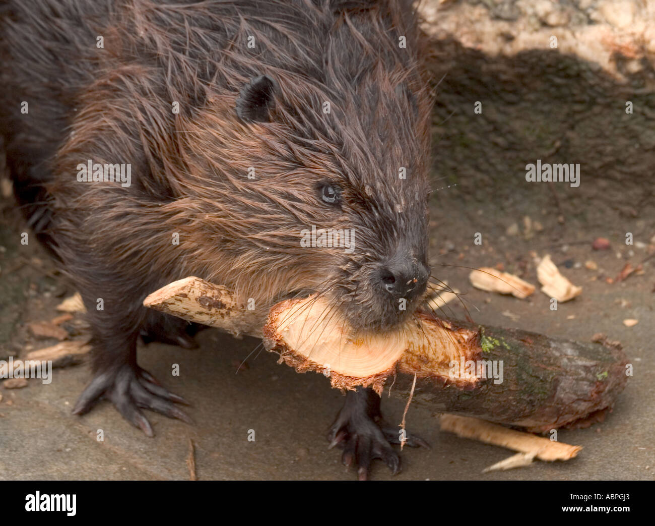 Australia zoo hi-res stock photography and images - Alamy