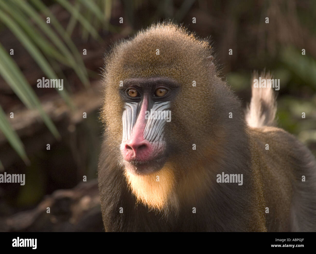 Adelaide zoo hi-res stock photography and images - Alamy