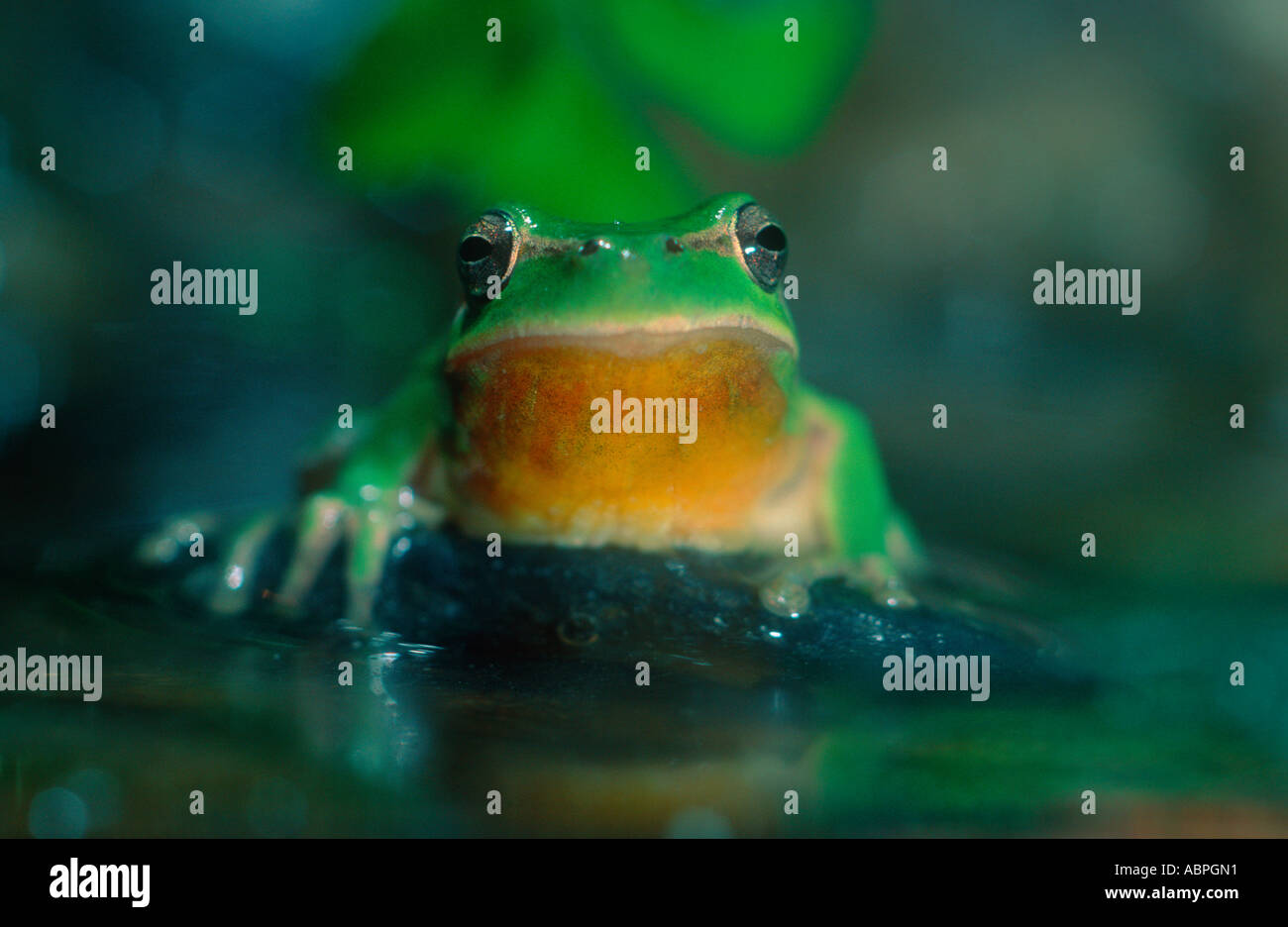 Stripeless Tree Frog, Hyla meridionalis. On pond Stock Photo - Alamy