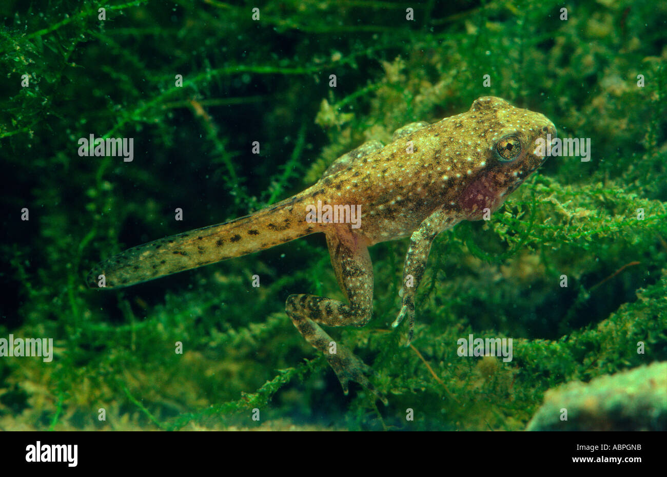 Midwife Toad, Alytes obstetricans. Tadpole with legs underwater Stock ...