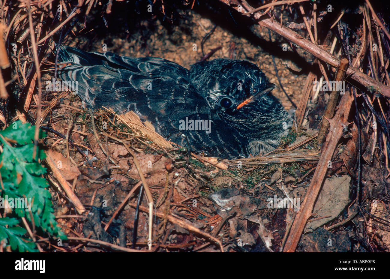 Cuckoo (Cuculus canorus) Chick on Robin (Erithacus rubecula) nest Stock ...