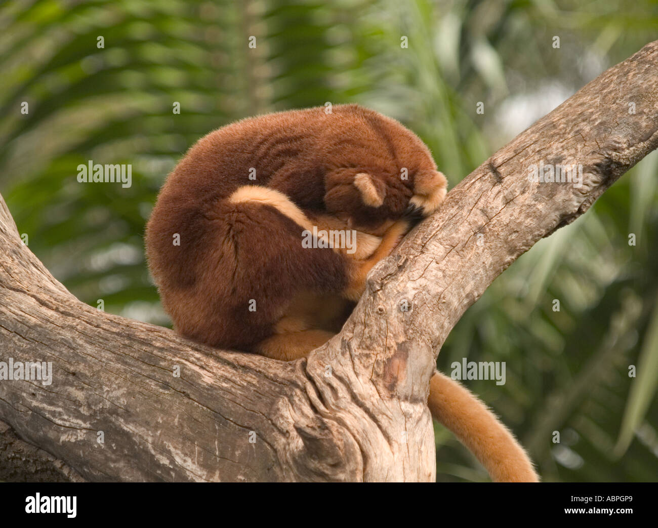 Matschies Tree Kangaroo Tree High Resolution Stock Photography and ...
