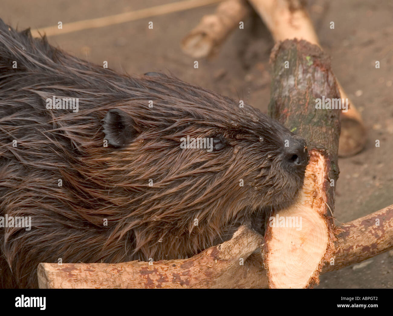 AMERICAN BEAVER WITH SMALL LOG, ADELAIDE ZOO, ADELAIDE, SOUTH AUSTRALIA ...