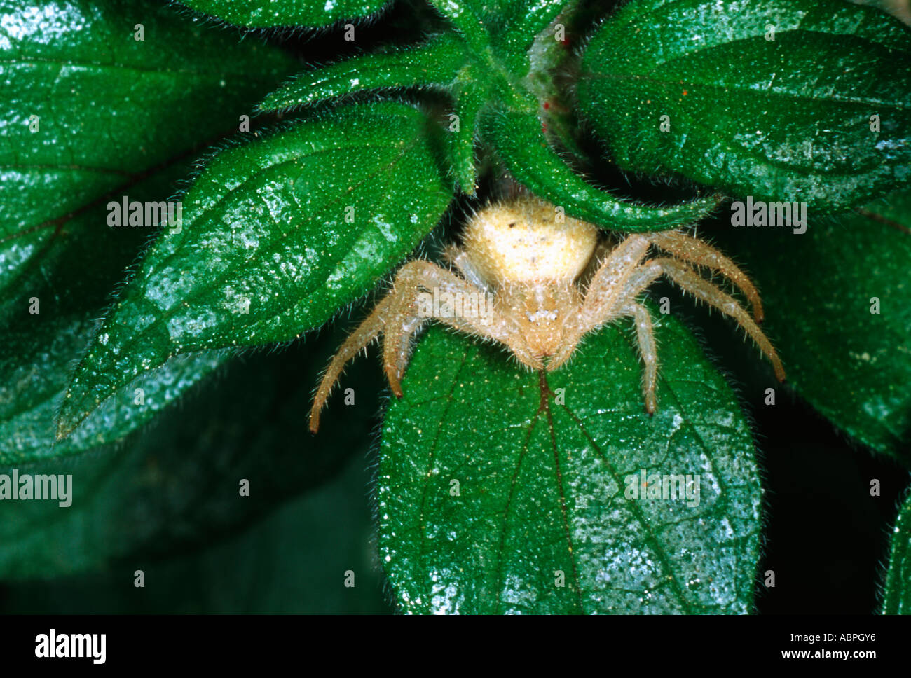 Crab Spider, Heriaeus sp. On leaf Stock Photo - Alamy