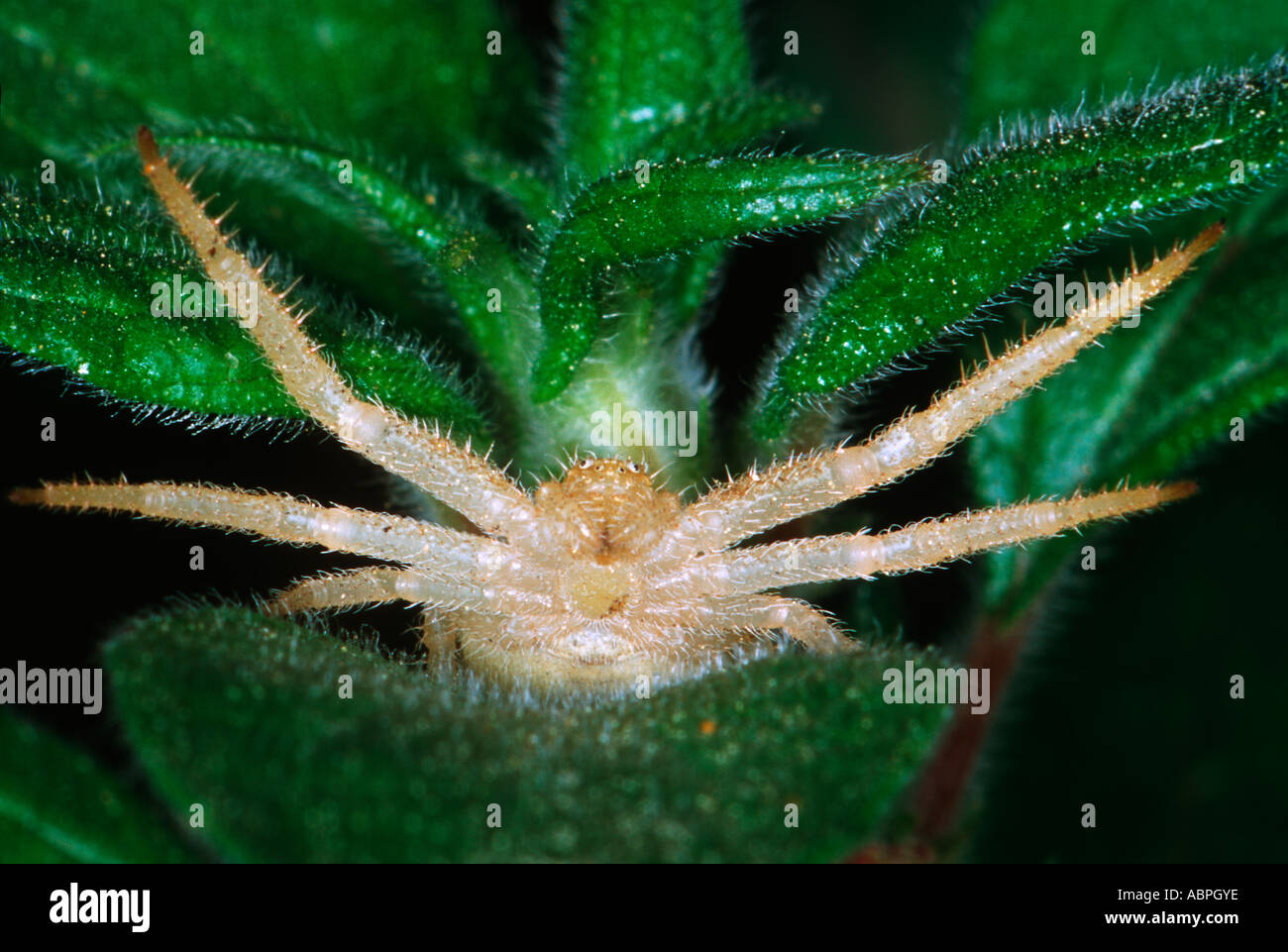 Spider side view hi-res stock photography and images - Alamy