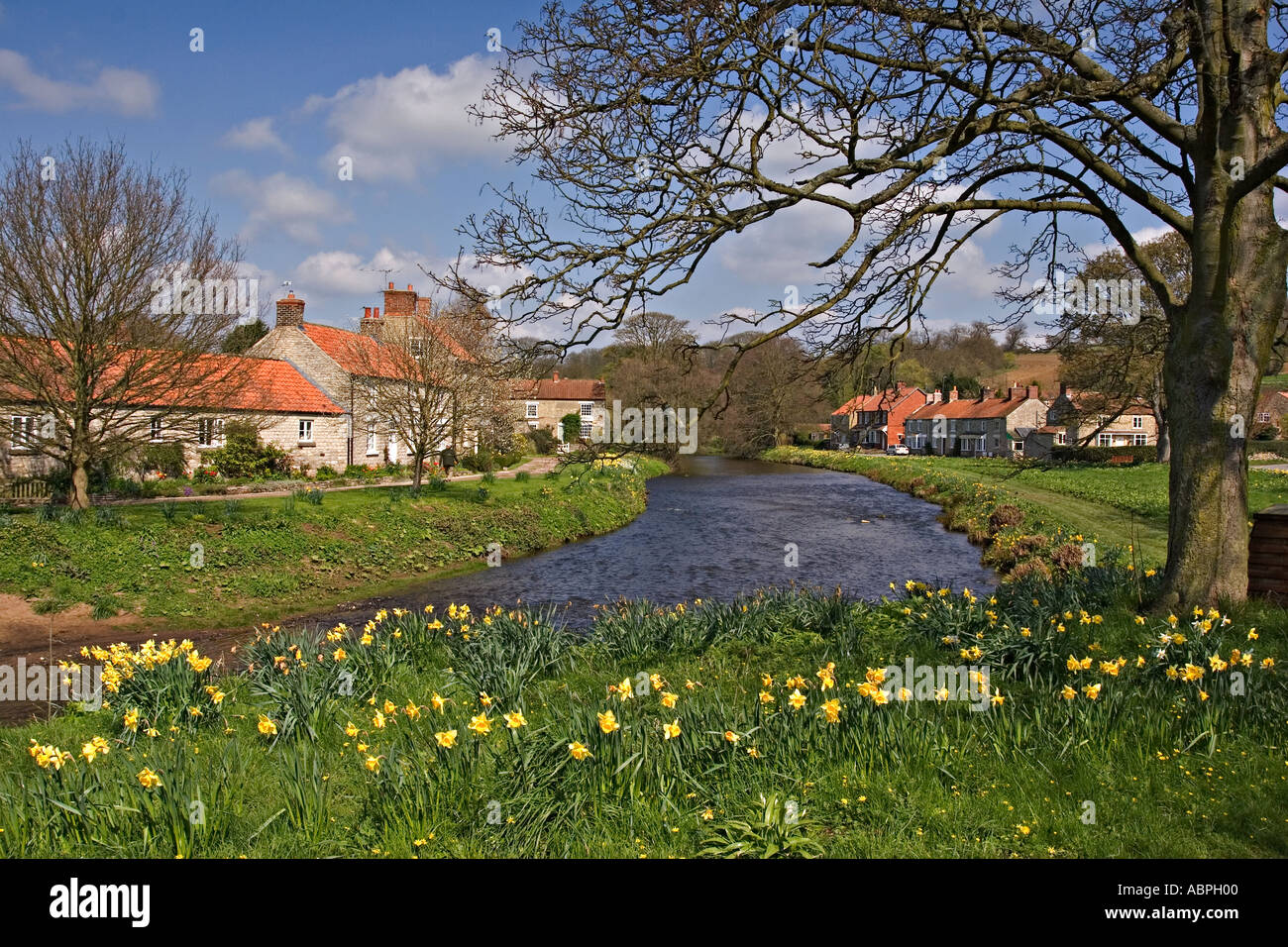River Seven and Daffodils at Sinnington North Yorkshire Stock Photo - Alamy