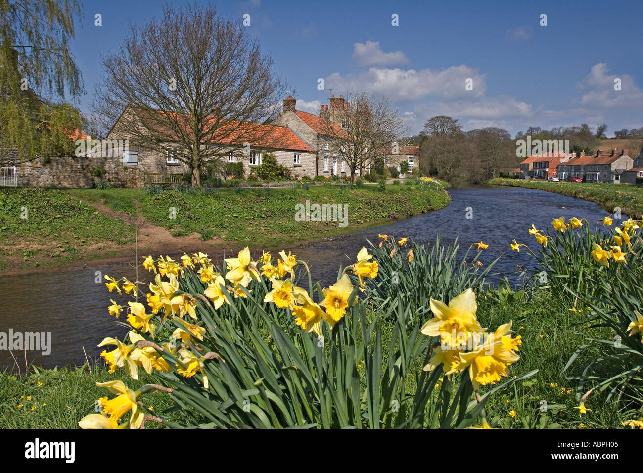 River Seven and Daffodils at Sinnington North Yorkshire UK Stock Photo ...