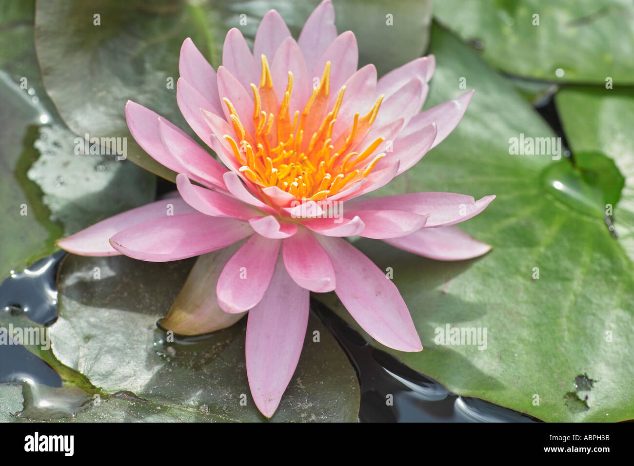 Waterlily Nymphaea Firecrest Stock Photo - Alamy