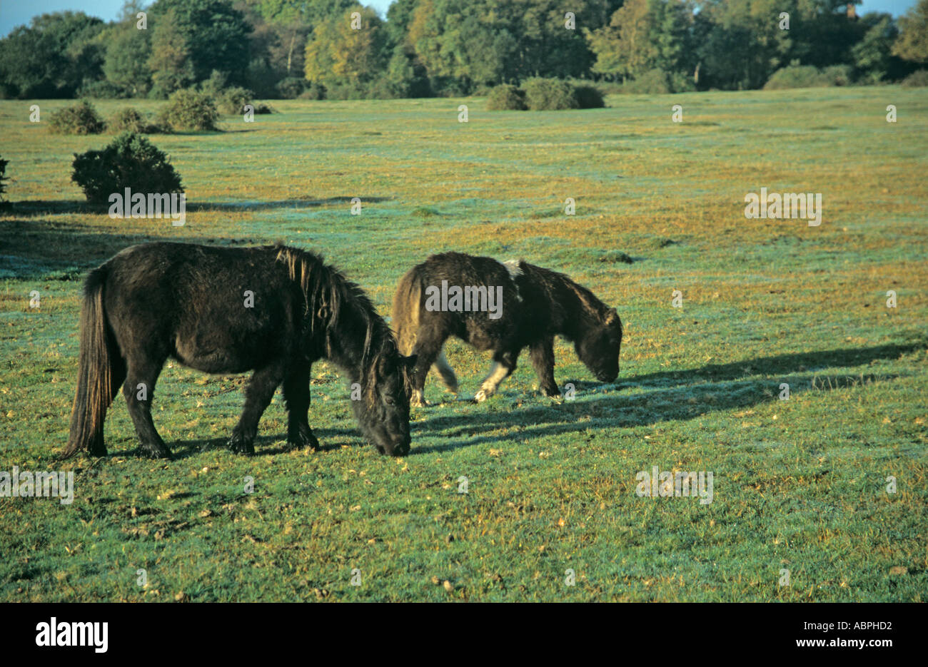 Stoney Cross Hampshire High Resolution Stock Photography and Images - Alamy