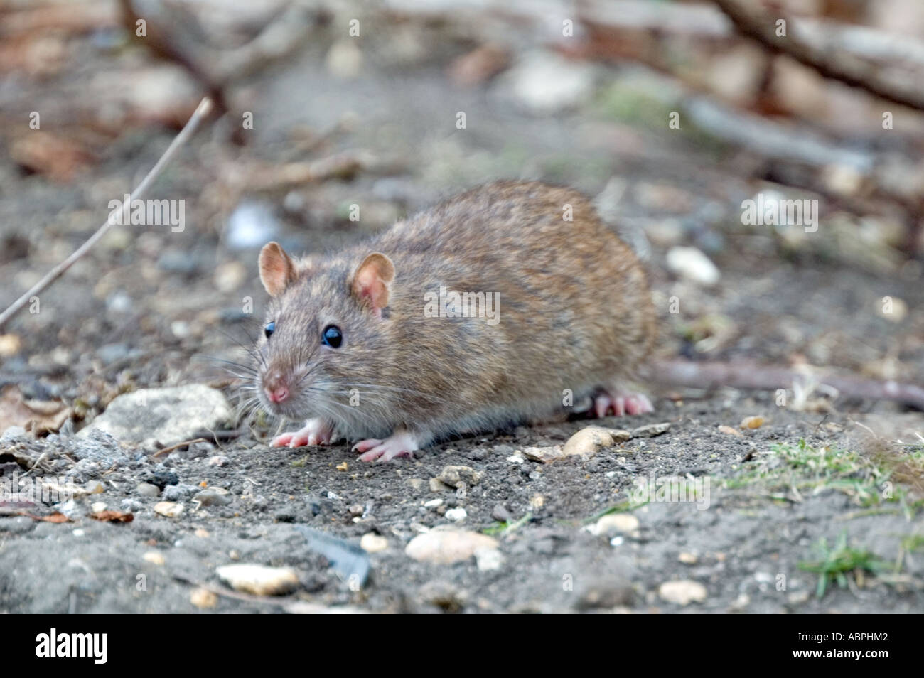 Common Rat Rattus norvegicus London UK Stock Photo - Alamy