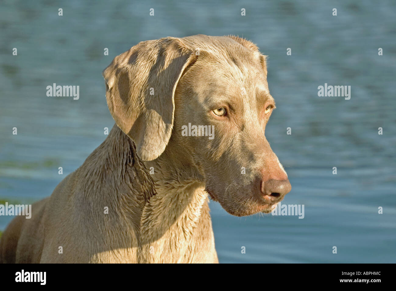 Weimaraner, head against water Stock Photo - Alamy