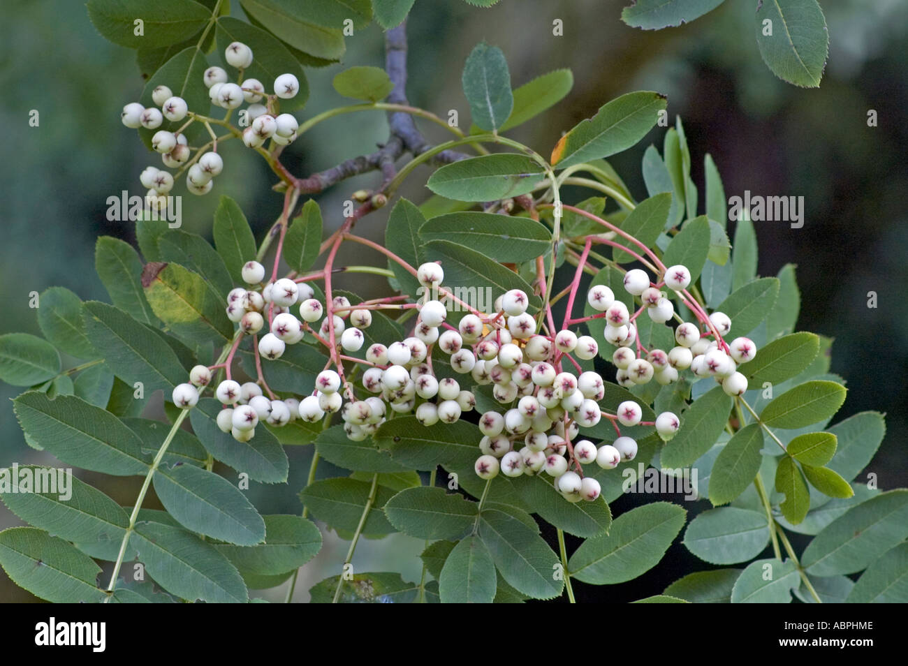 Berries of the White-fruited Rowan (Sorbus Glabrescens Stock Photo - Alamy