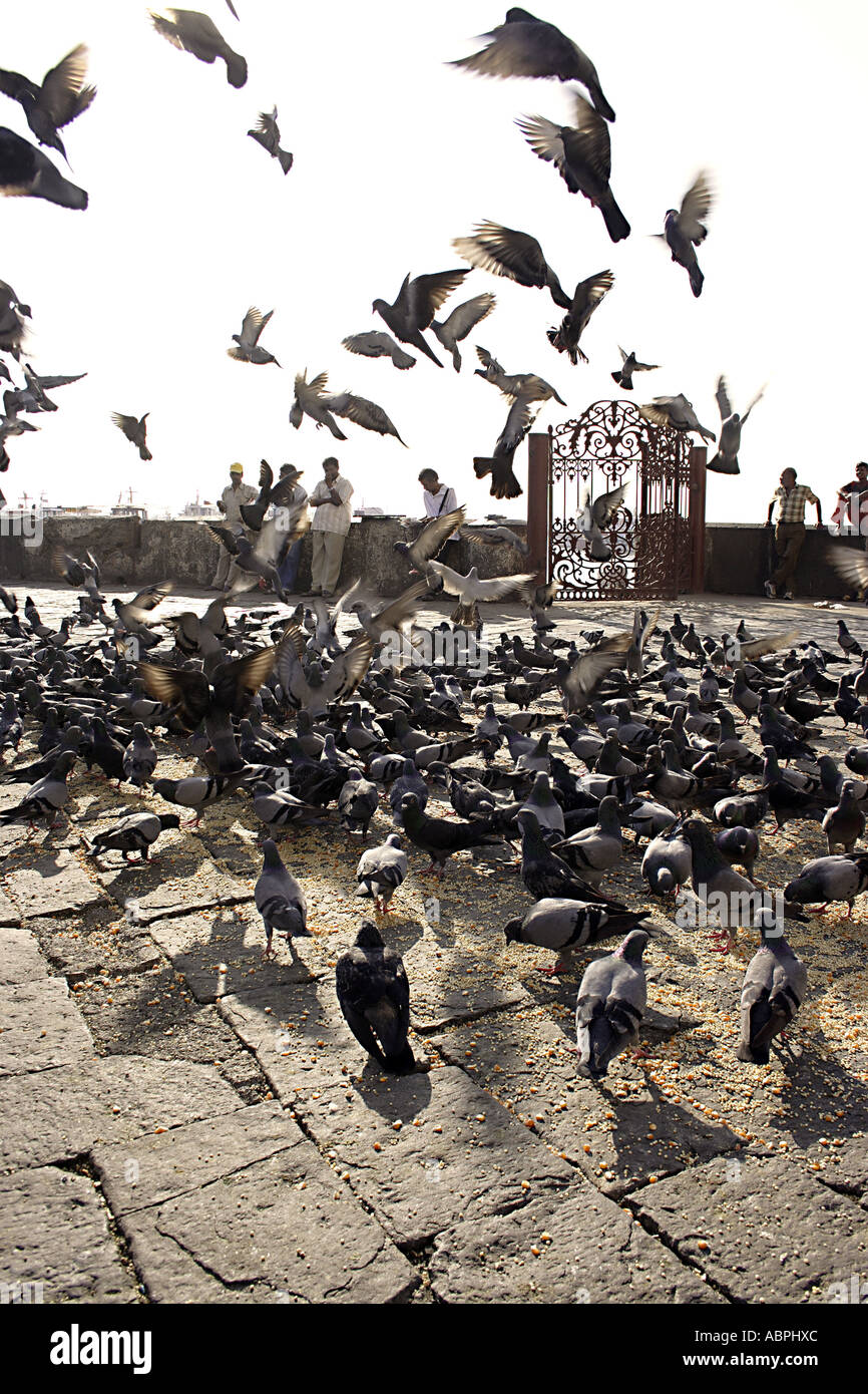 Pigeons flying gateway of india hi-res stock photography and images - Alamy