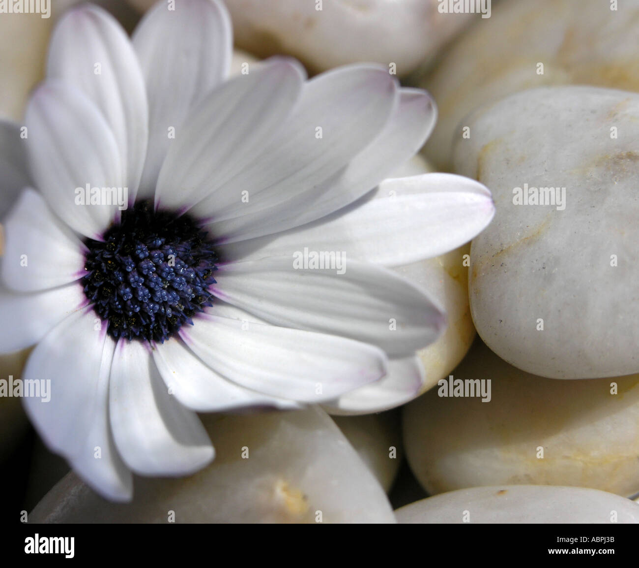 White daisy flower with polished pebbles stones Stock Photo - Alamy