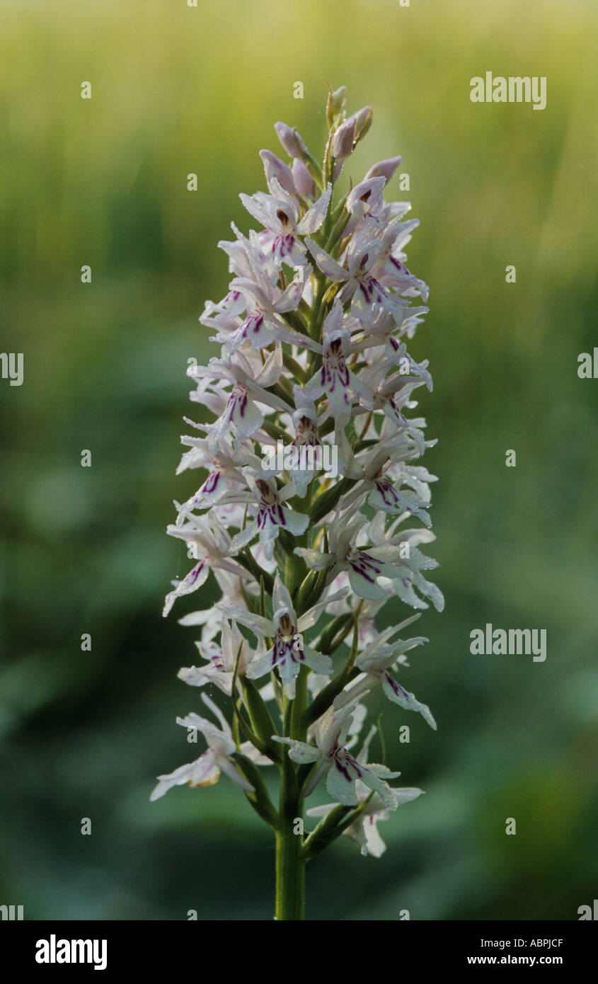 Common spotted orchid flower hi-res stock photography and images - Alamy