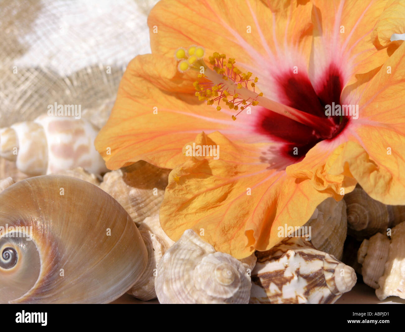 orange hibiscus flower and sea shells Stock Photo - Alamy