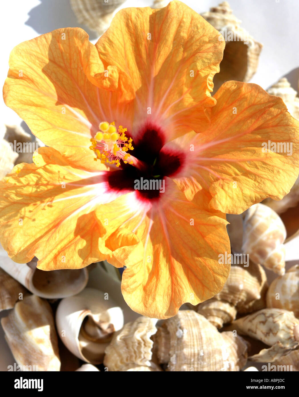 Orange Hibiscus flower with a collection of sea shells Stock Photo - Alamy