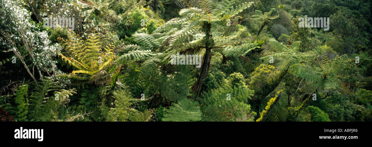 Northland Native Bush Stock Photo - Alamy