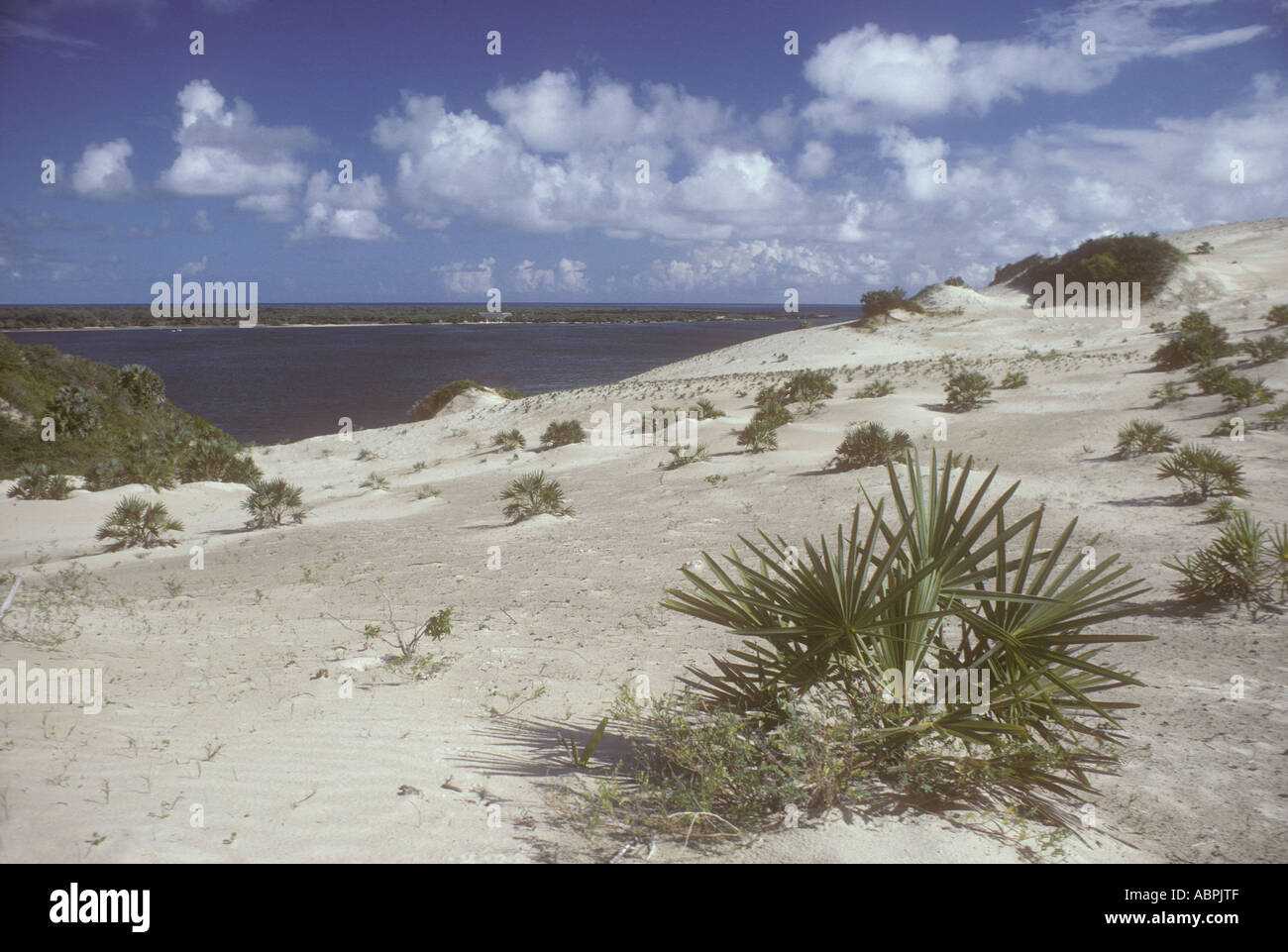 Sand dunes and young coconut palm trees on Shela Beach Lamu Island ...