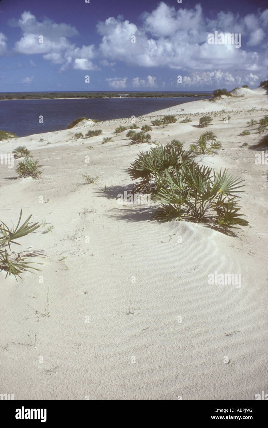 Sand dunes and young coconut palm trees on Shela Beach Lamu Island ...