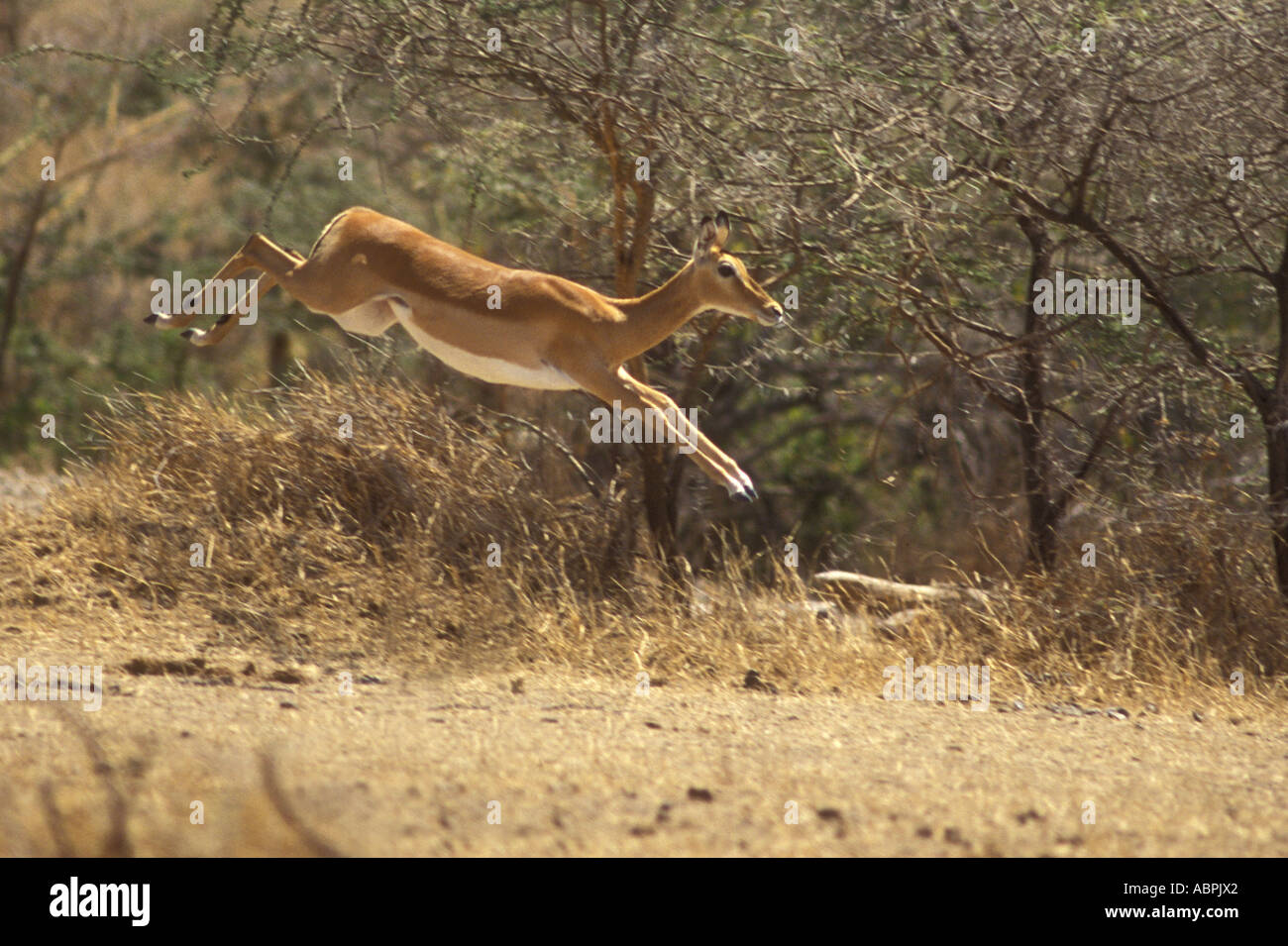 Serengeti gazelle jumping hi-res stock photography and images - Alamy