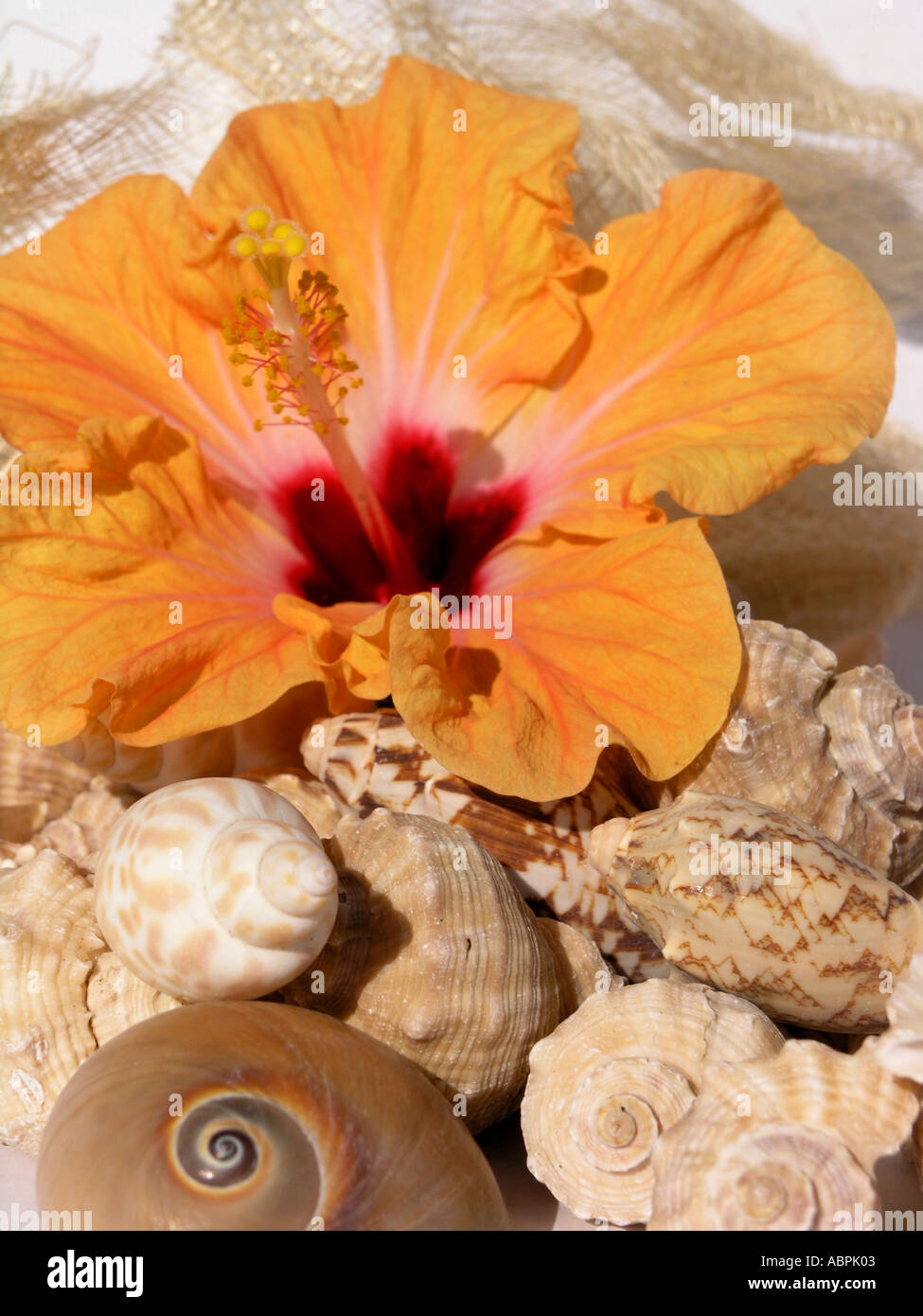 orange Hibiscus flower with a collection of sea shells Stock Photo - Alamy