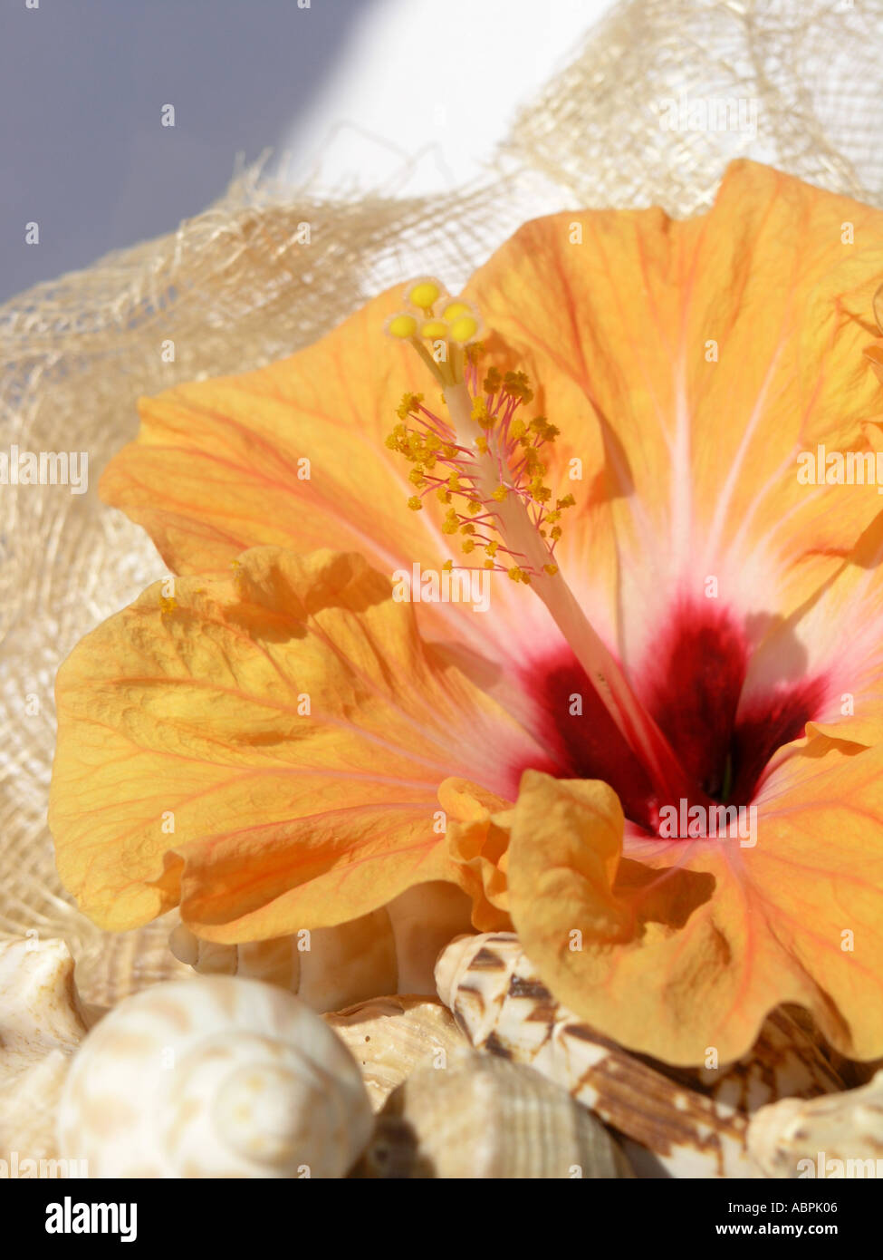 orange Hibiscus flower and sea shells Stock Photo - Alamy