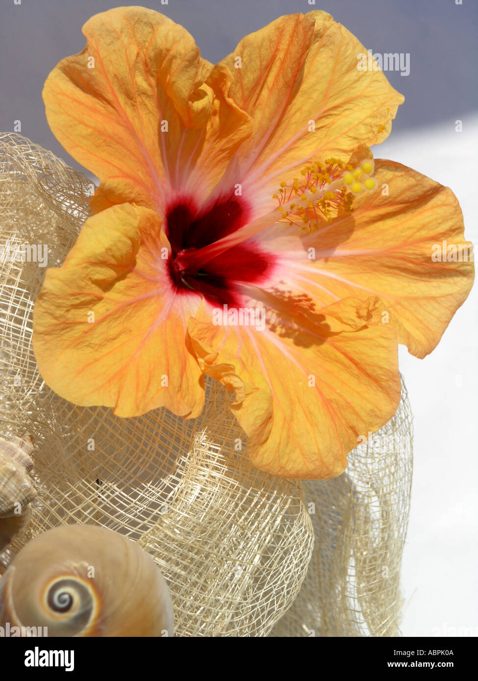 White tropical hibiscus red center hi-res stock photography and images ...